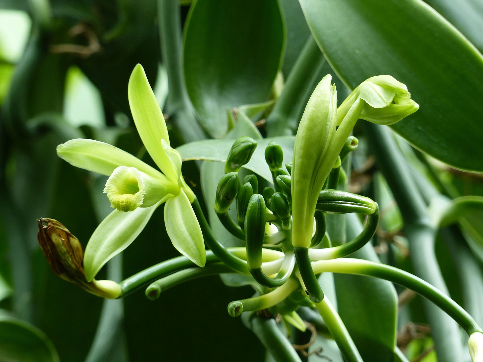 Vainilla Natural Zanilli - El sabor de la vainilla mexicana